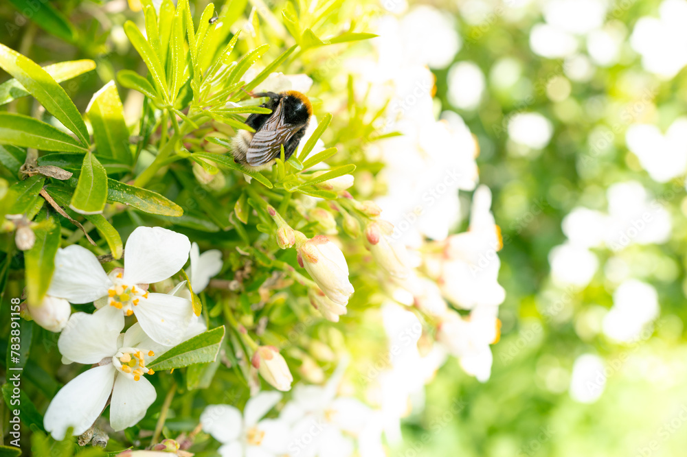 Mature white-tailed bumble bee sen resting on a lush Mexican orange ...