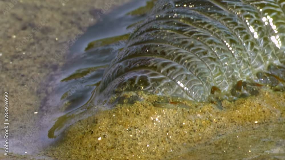 Underwater sea worm Nereis virens on seabed buries itself in sand ...
