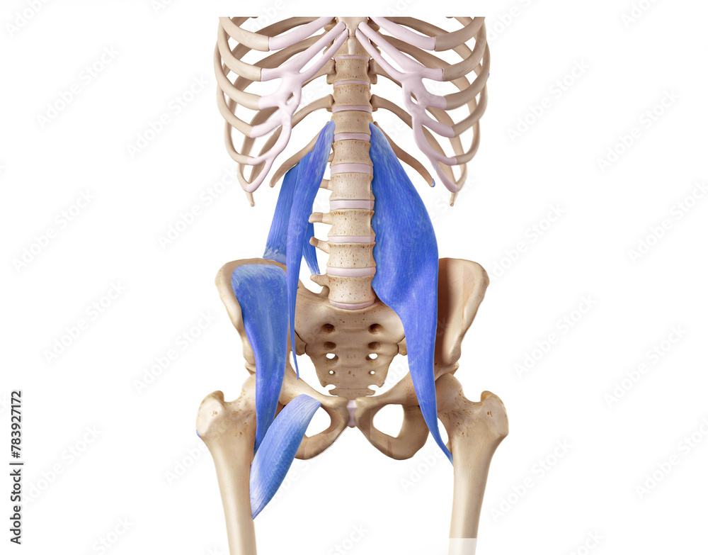 Hip and lower back of the deep front line - pectineus, psoas minor ...