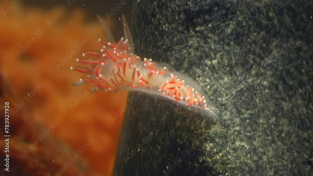 Slender bodies of Flabellina species distinguish them from other sea ...