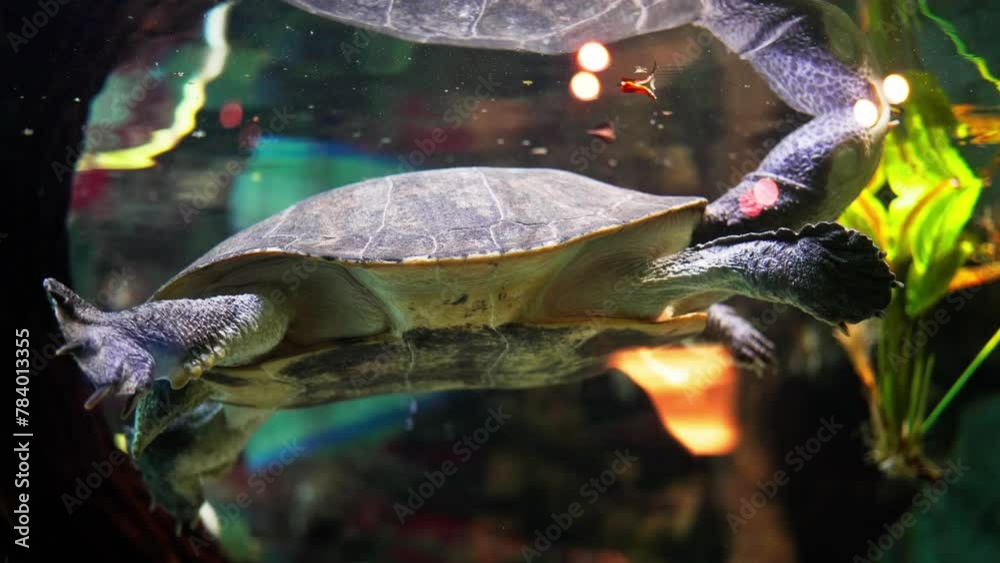 A Chelonoidis turtle is gracefully swimming in the water tank alongside ...