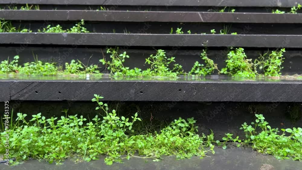 Horizontal 4K video. Black stone steps of staircase overgrown with ...