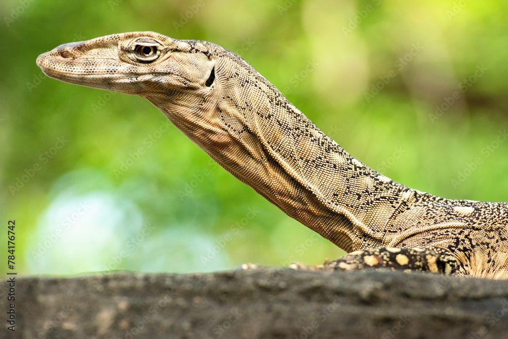 The perentie is a species of monitor lizard. It is one of the largest ...