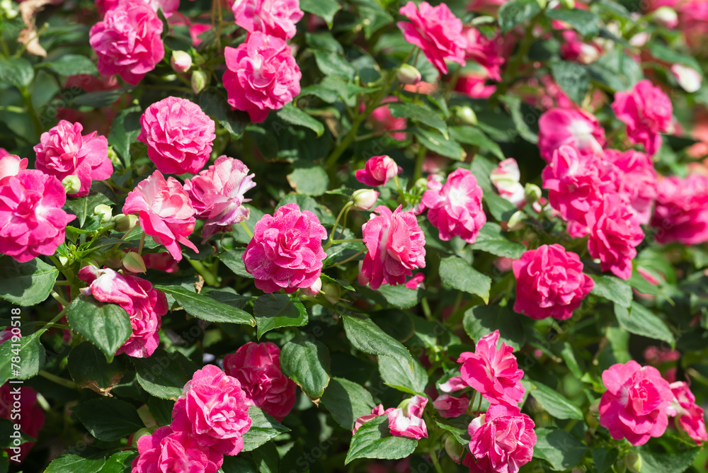 Pink double flowered impatiens plant in ornamental garden, Flowers ...