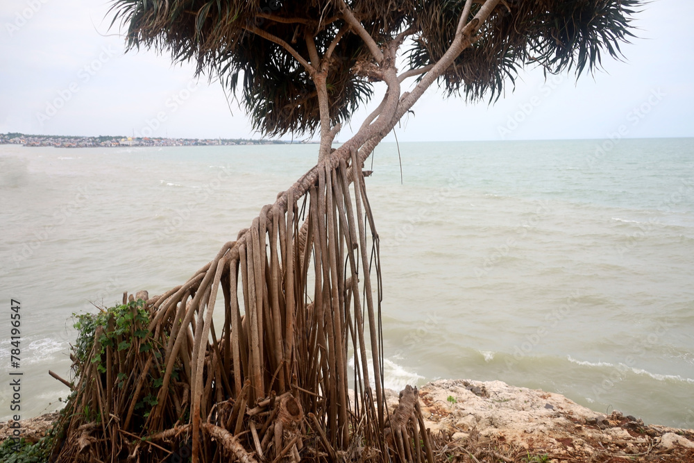 Pandanus Odorifer - Pandanus Fascicularis grows on seaside rocks. is a ...