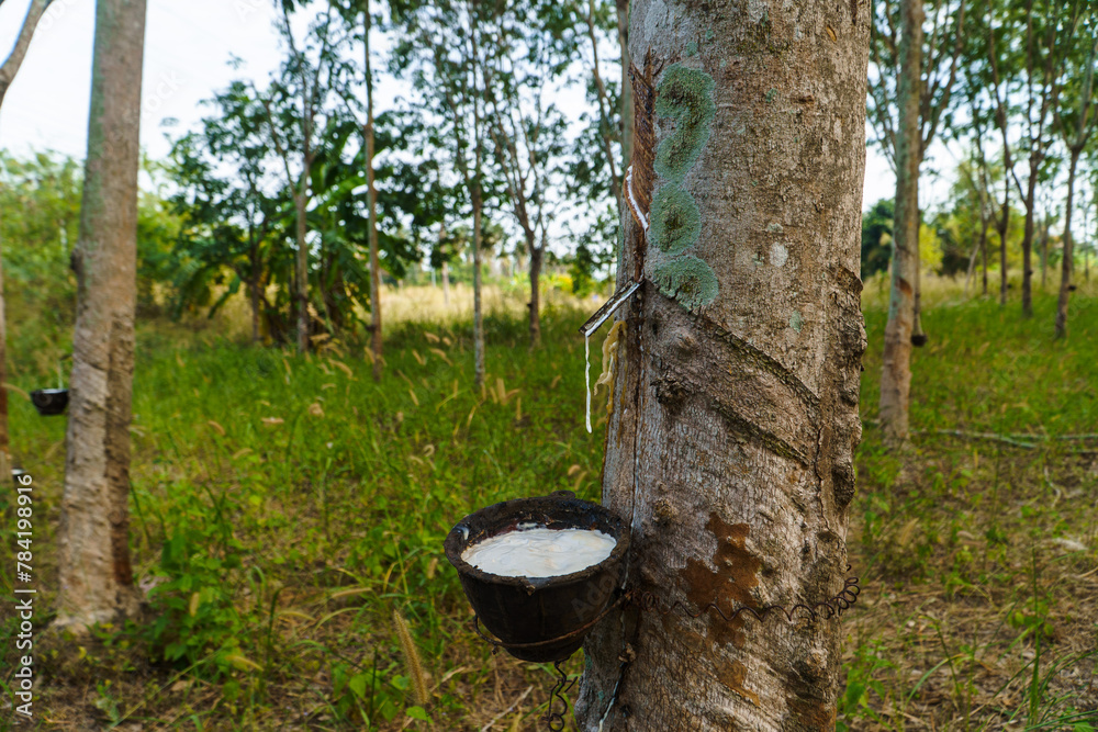Milky latex extracted from the rubber tree Hevea Brasiliensis as a ...