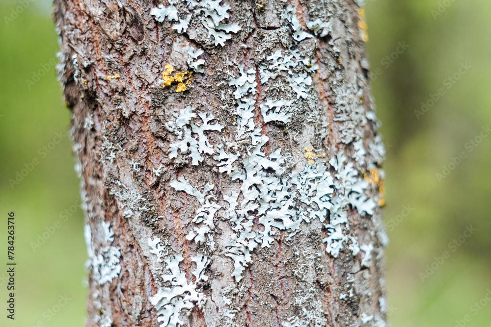 the trunk of the tree is covered with white lichen, and fungus. sick ...