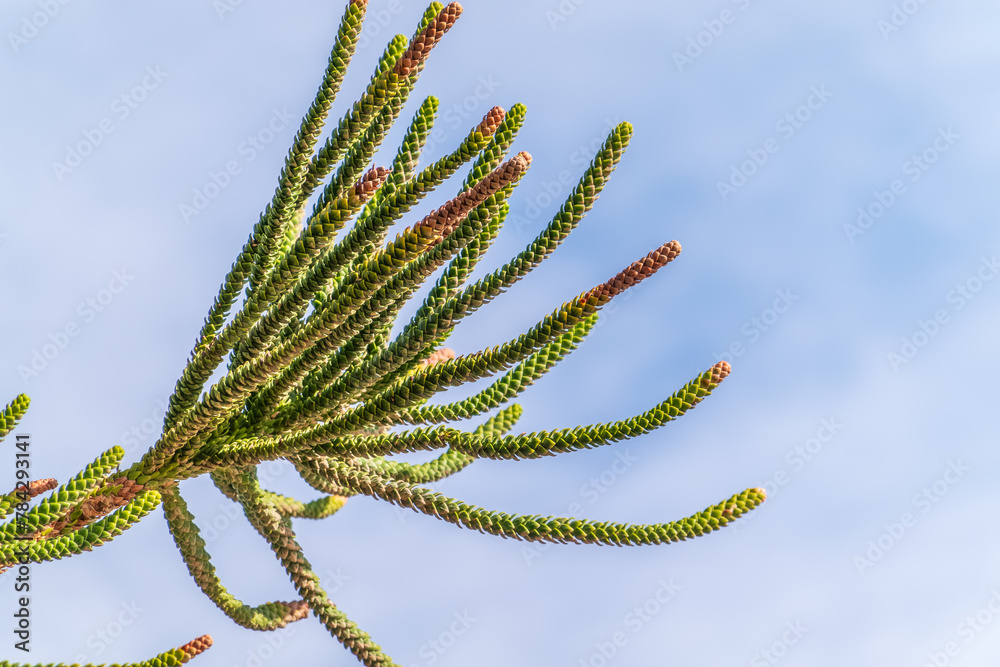 Needles of evergreen tree Araucaria araucana,commonly called the Monkey ...