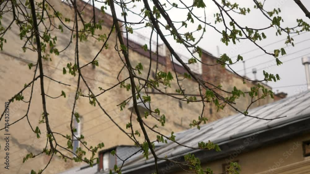 blossoming leaves on the branches of a chestnut tree. The wind shakes ...