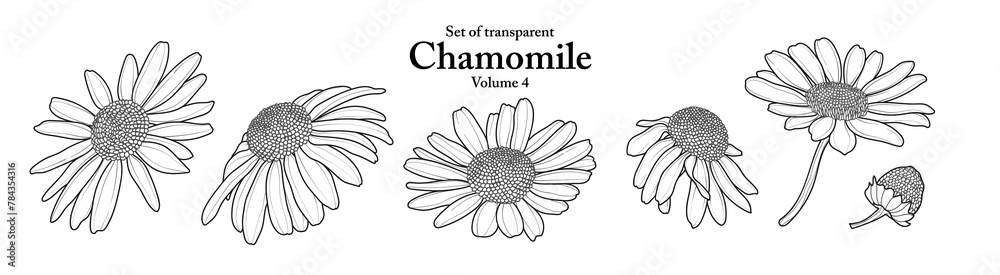 A series of isolated flower in cute hand drawn style. Chamomile in ...