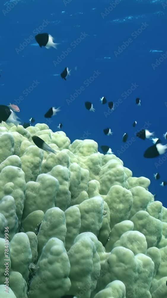 Vertical shots of fish on coral reef in marine life of Red Sea ...
