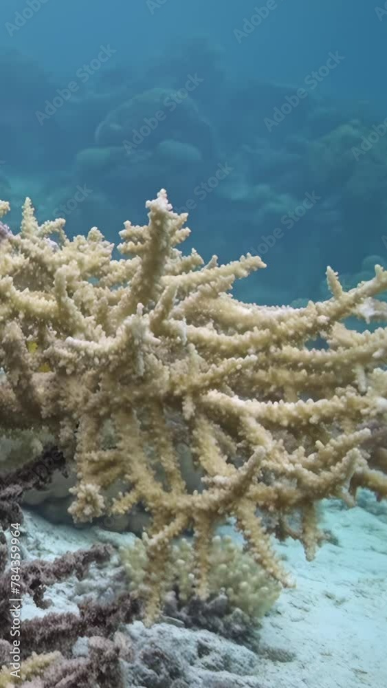 Enchanting charm of underwater of white soft corals and deep blue water ...