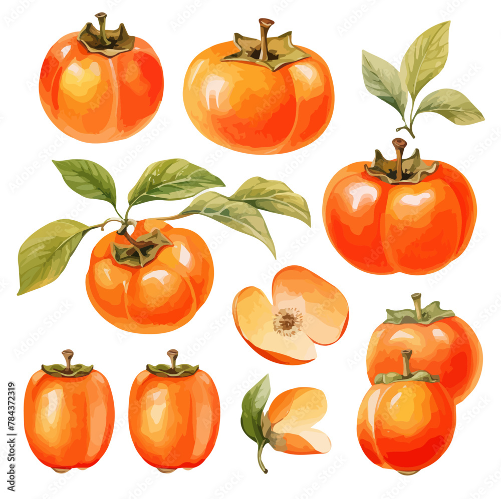 Vecteur Stock Watercolor painting vector of a Persimmon, isolated on a ...