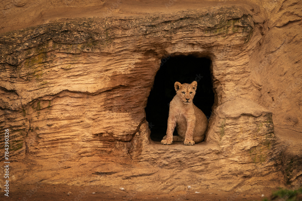 Foto de Barbary lion, North Africa, Atlas. This species of lion is ...