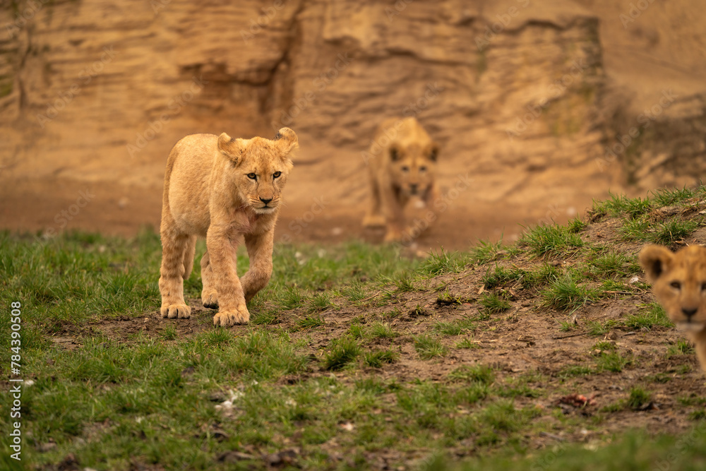 Barbary lion, North Africa, Atlas. This species of lion is already ...
