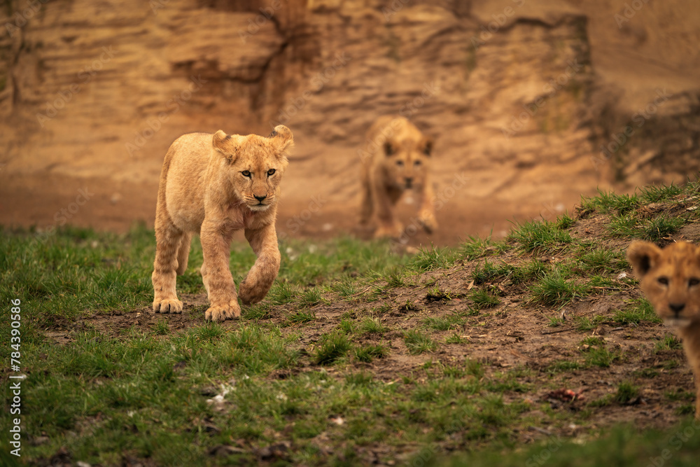 Foto de Barbary lion, North Africa, Atlas. This species of lion is ...