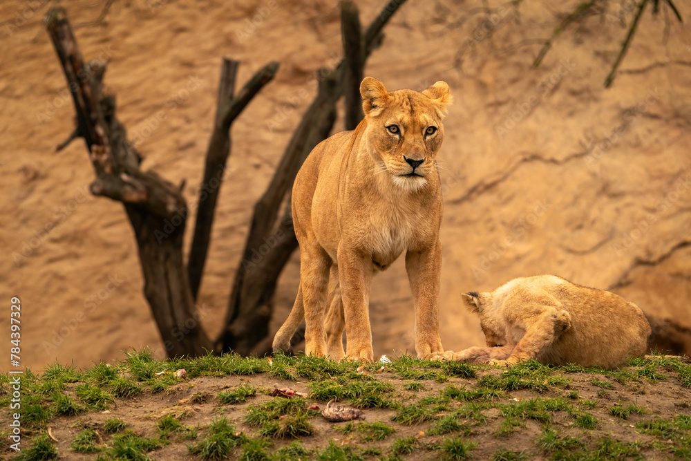Barbary lion, North Africa, Atlas. This species of lion is already ...