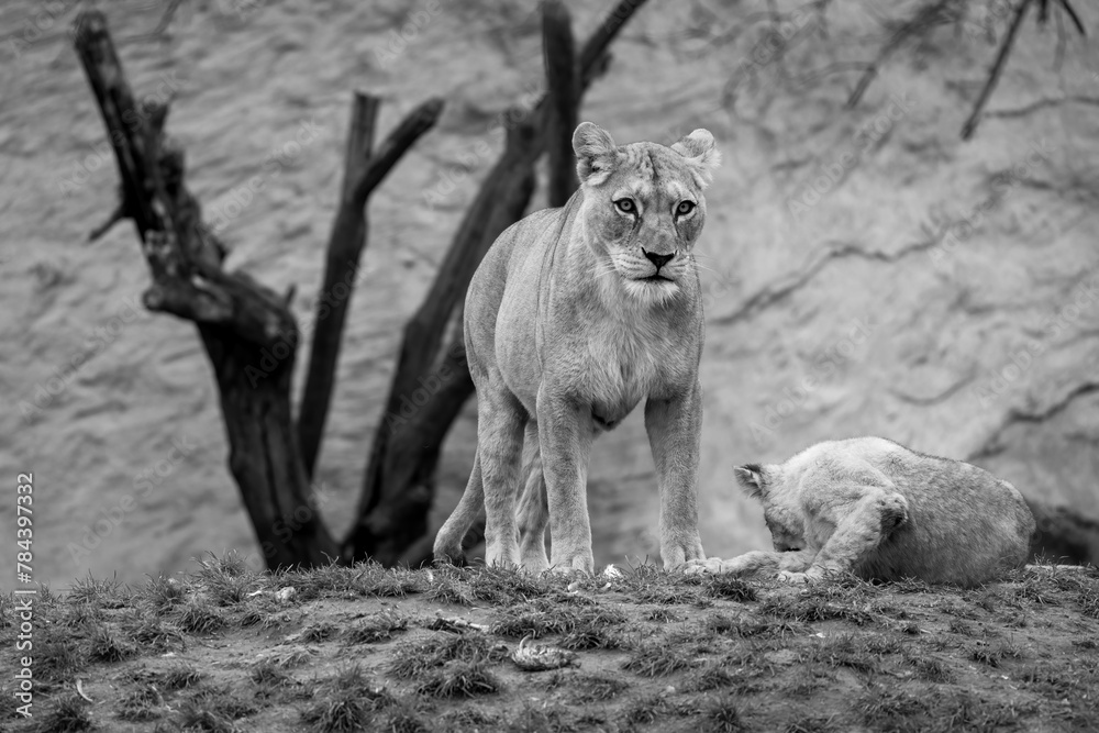 Barbary lion, North Africa, Atlas. This species of lion is already ...