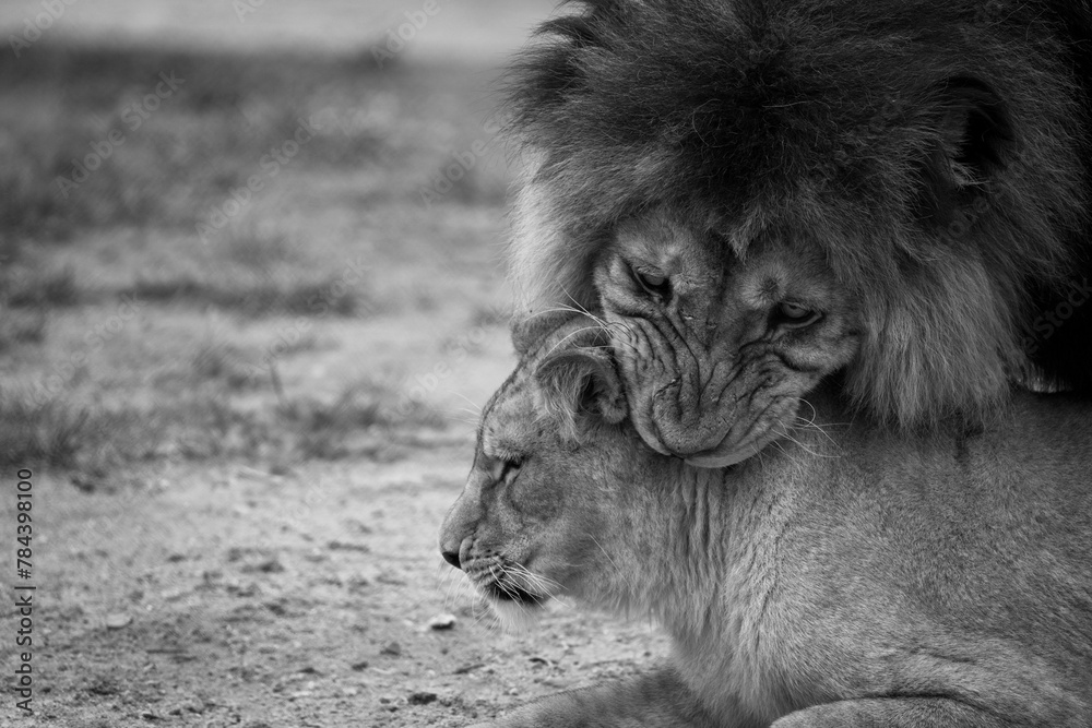 Barbary lion, North Africa, Atlas. This species of lion is already ...