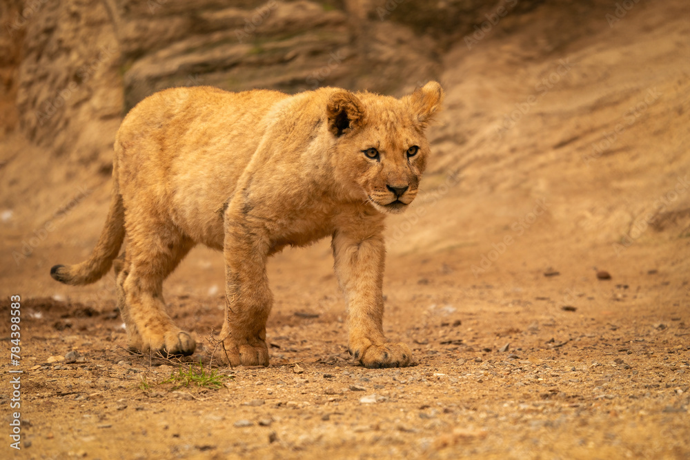 Barbary lion, North Africa, Atlas. This species of lion is already ...