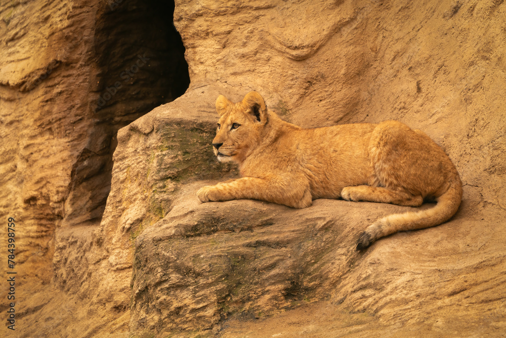 Barbary lion, North Africa, Atlas. This species of lion is already ...