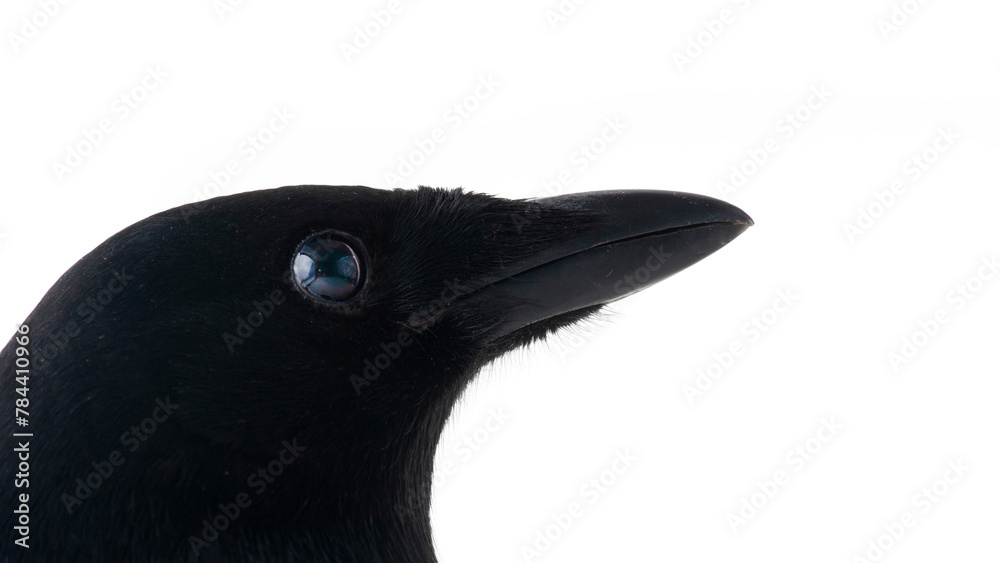 The American magpie (Pica pica) was filmed in different poses and ...