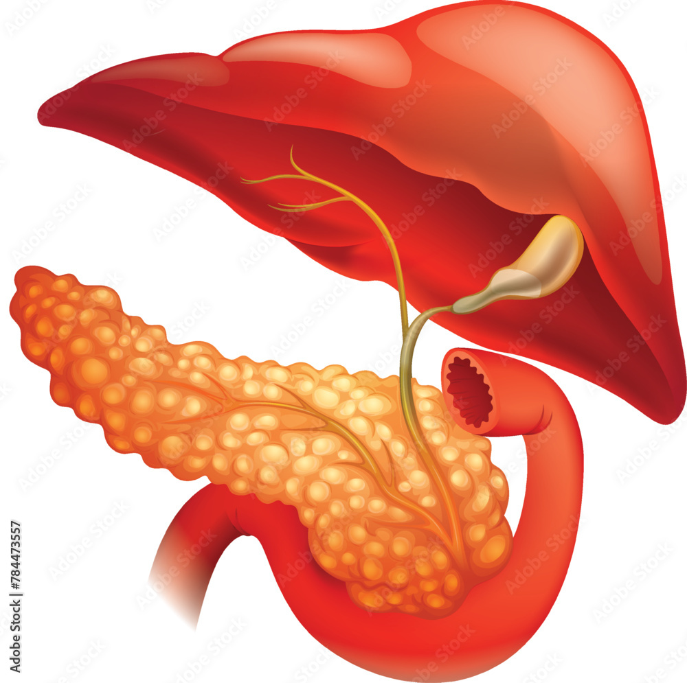 Conducto de la bilis. Árbol biliar humano. Stock Vector | Adobe Stock