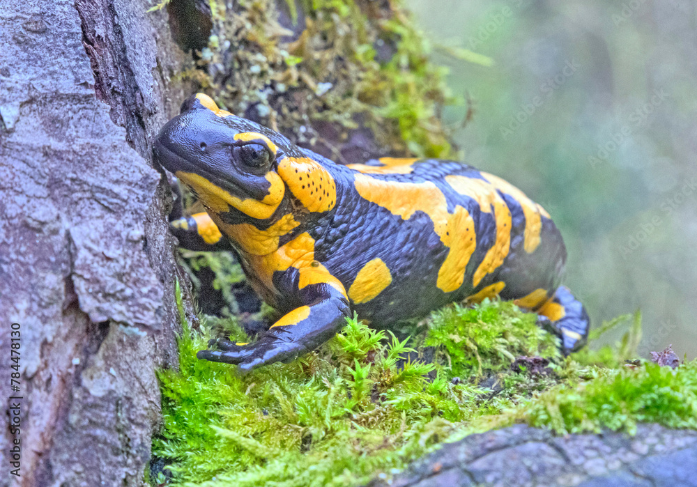 Feuersalamander, Salamandra salamandra im UNESCO Geopark Bergstraße ...