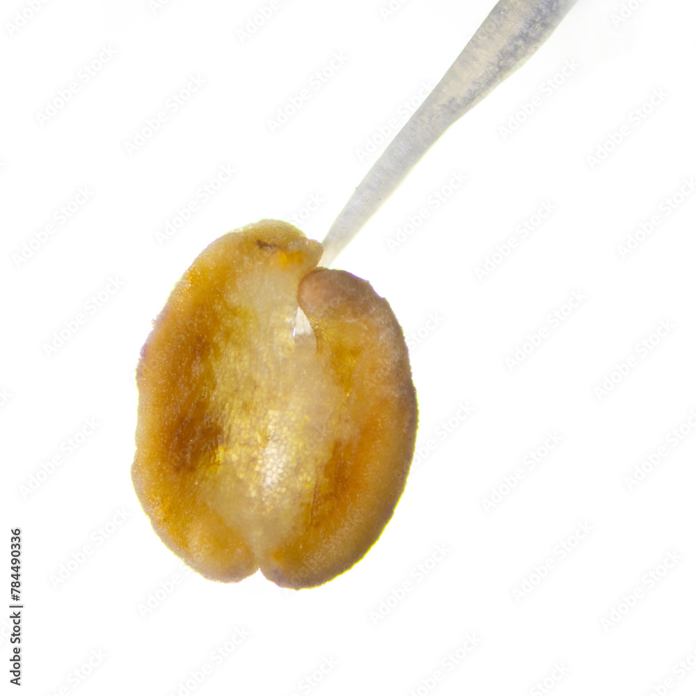 This is a magnified photo of the stamen of a Chinese rose. Stock Photo ...