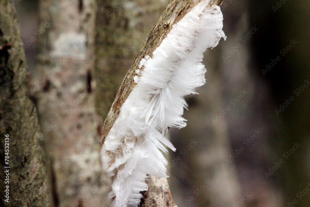 Hair Ice (Exidiopsis effusa) on dead tree branch, the fungus that makes ...