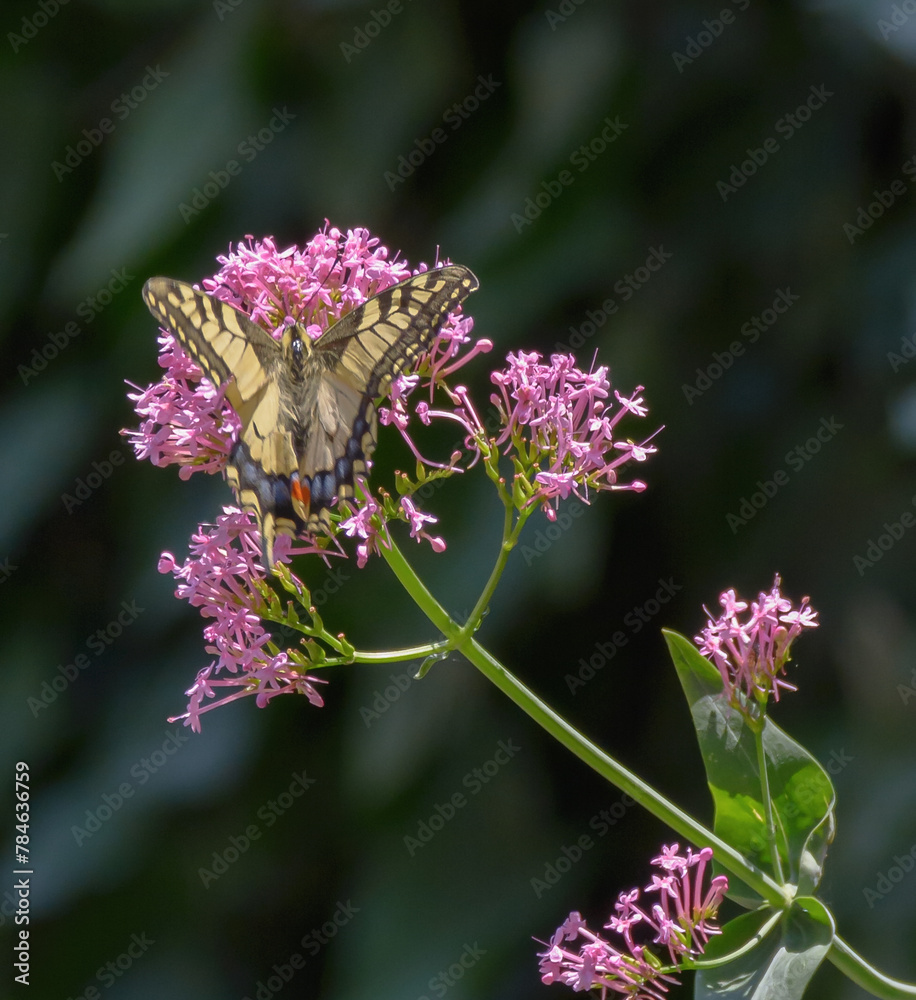 farfalla che si posa su fiori Stock Photo | Adobe Stock