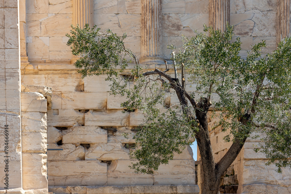 Olive tree, the symbol of goddess Athena, next to Erechtheion, the ...
