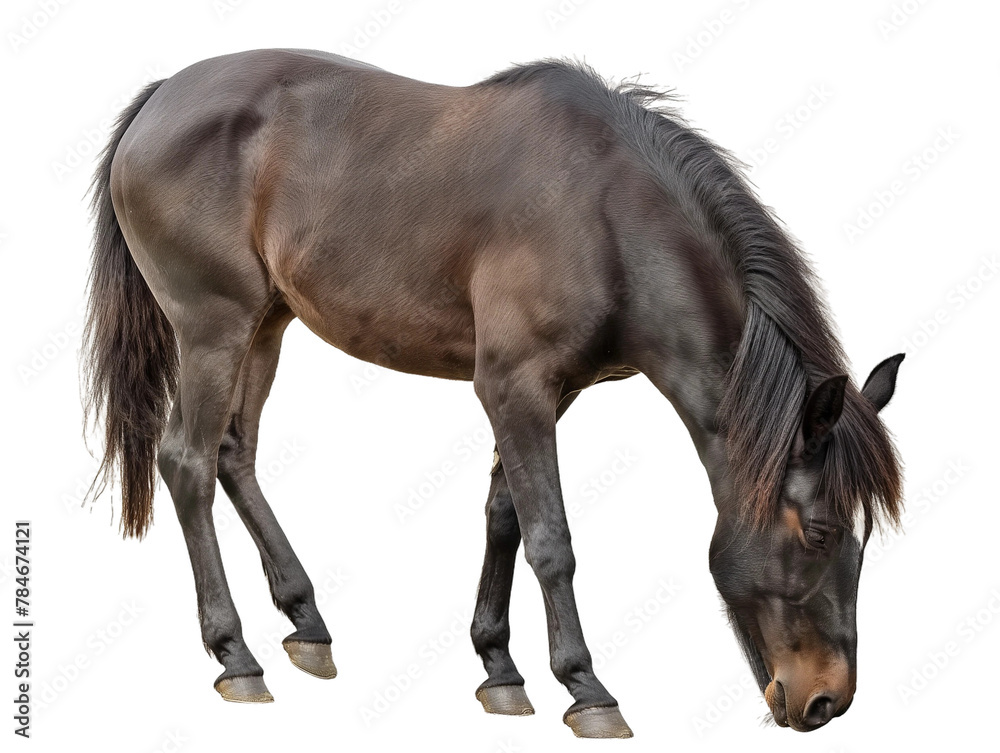Side view grazing horse is eating grass isolated on white or ...