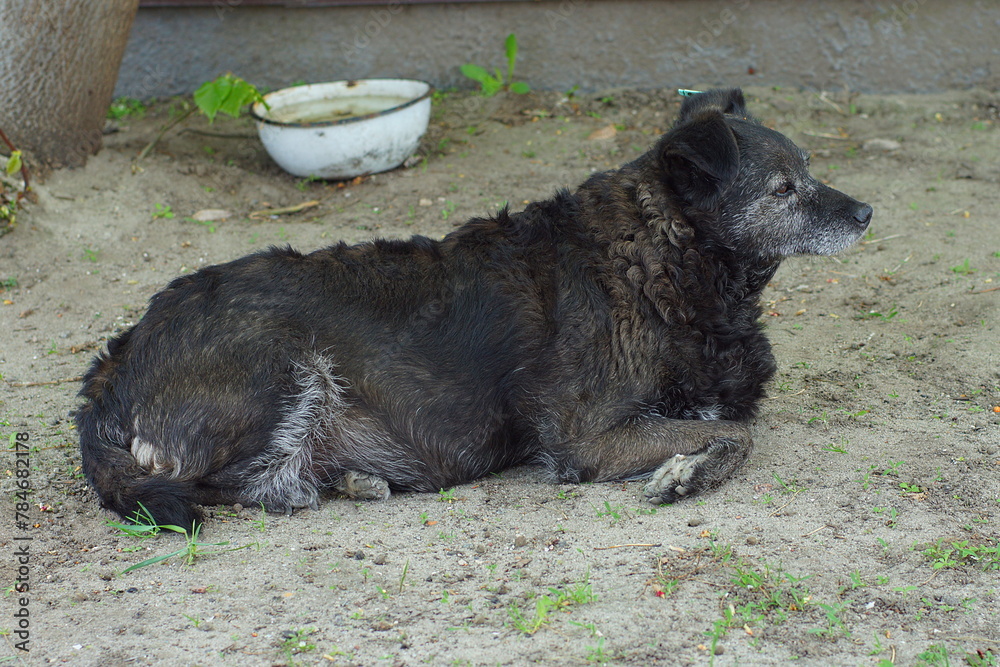 one old black stray with drooping ears with a gray muzzle sad hungry ...