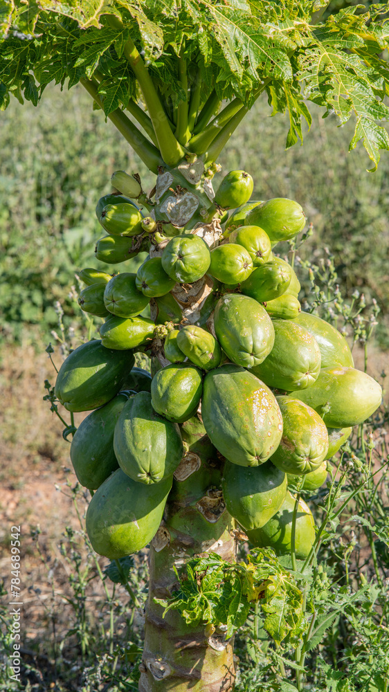 Flowers whose botanical name is Calendula stellata from the Asteraceae ...