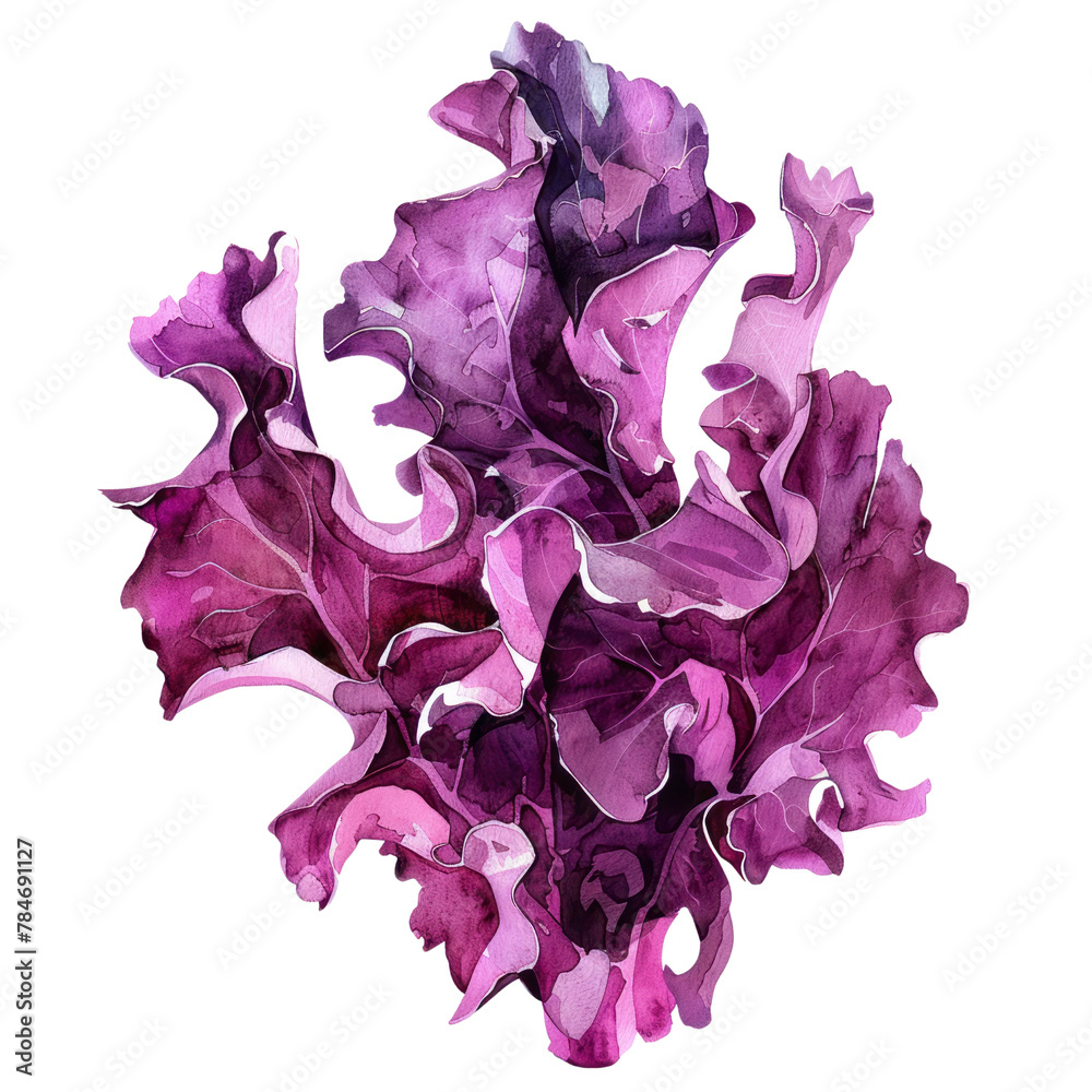 vegetable - Dulse is a type of red seaweed that grows along the ...