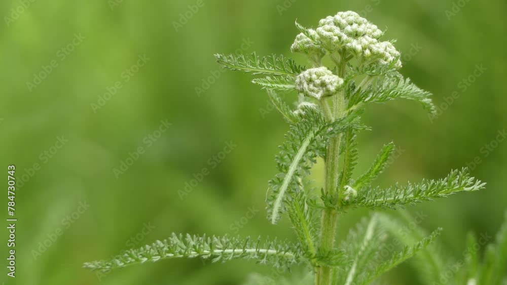 Achillea millefolium, commonly known as yarrow or common yarrow, is a ...