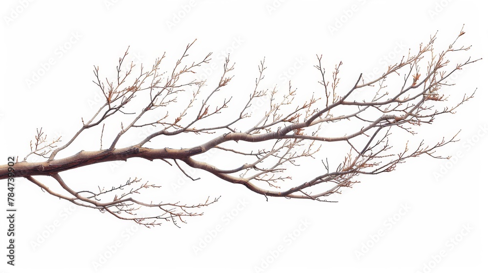 A detailed illustration of a thin, sprawling tree branch with small ...