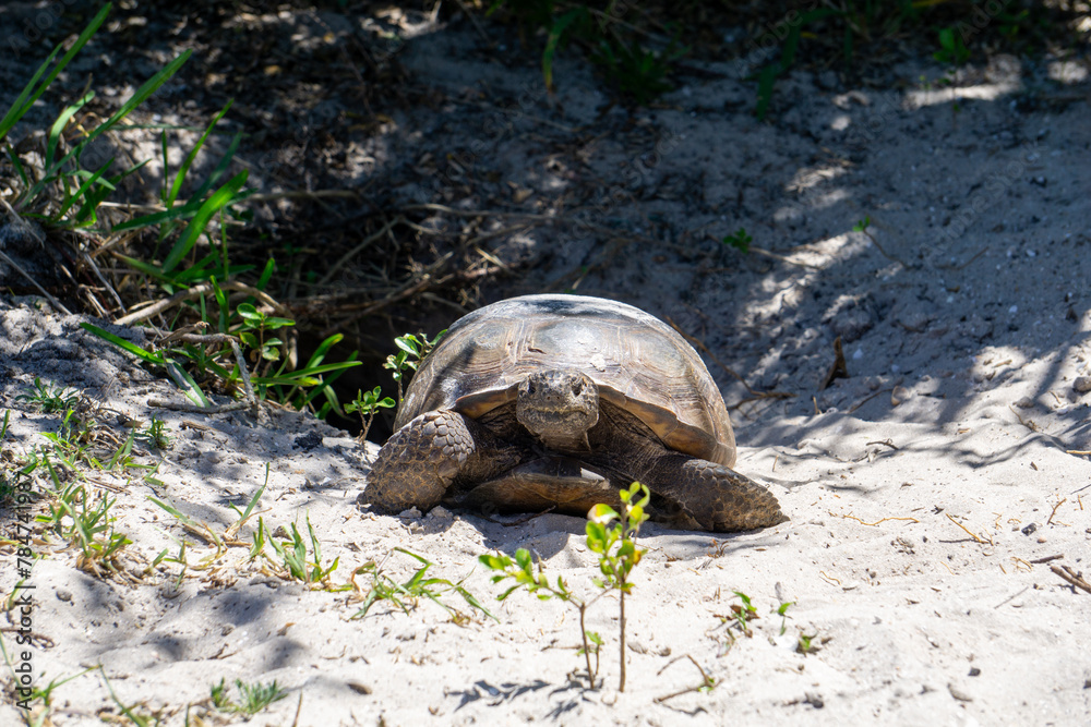 Gopher Tortoise (Gopherus polyphemus) coming out of its burrow at Twin ...