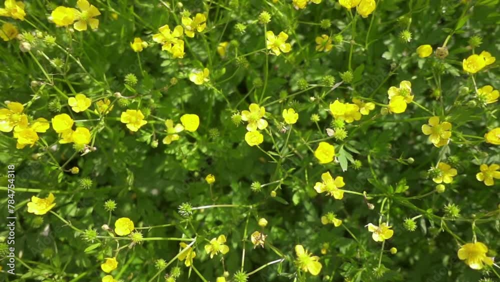 Ranunculus acris is species of flowering plant in family Ranunculaceae ...