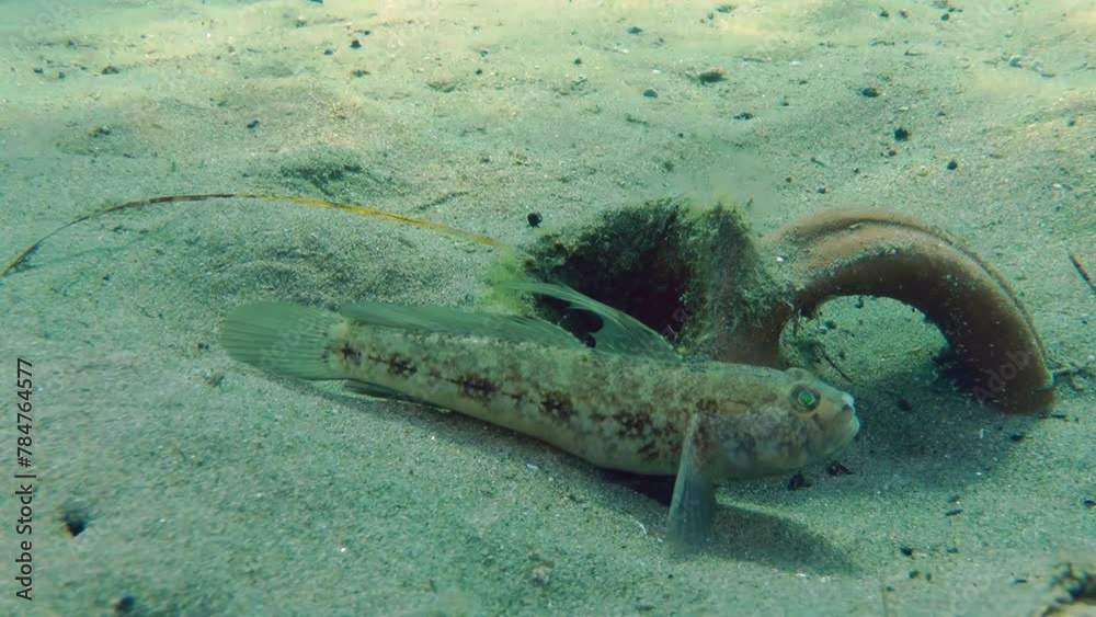 A male Black goby (Gobius niger) in breeding plumage circles around the ...