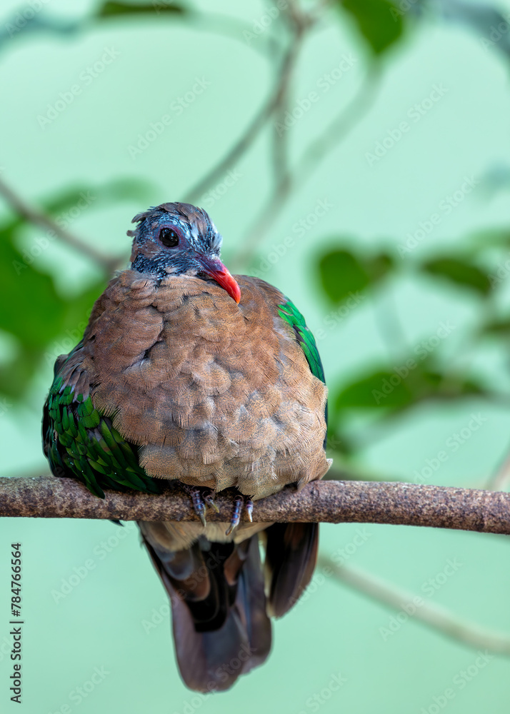 Common Emerald Dove (Chalcophaps indica) - Widespread resident across ...