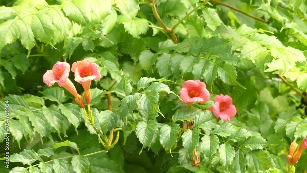 Campsis radicans (trumpet vine or trumpet creeper, also known in North ...