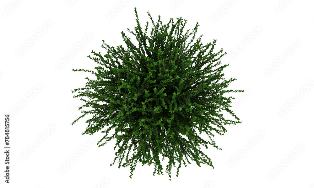Top view of green bus isolated on white background. Nature and plant ...