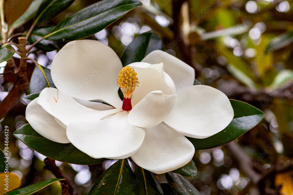 Southern magnolia (Magnolia grandiflora) at Sydney, NSW Australia Stock ...