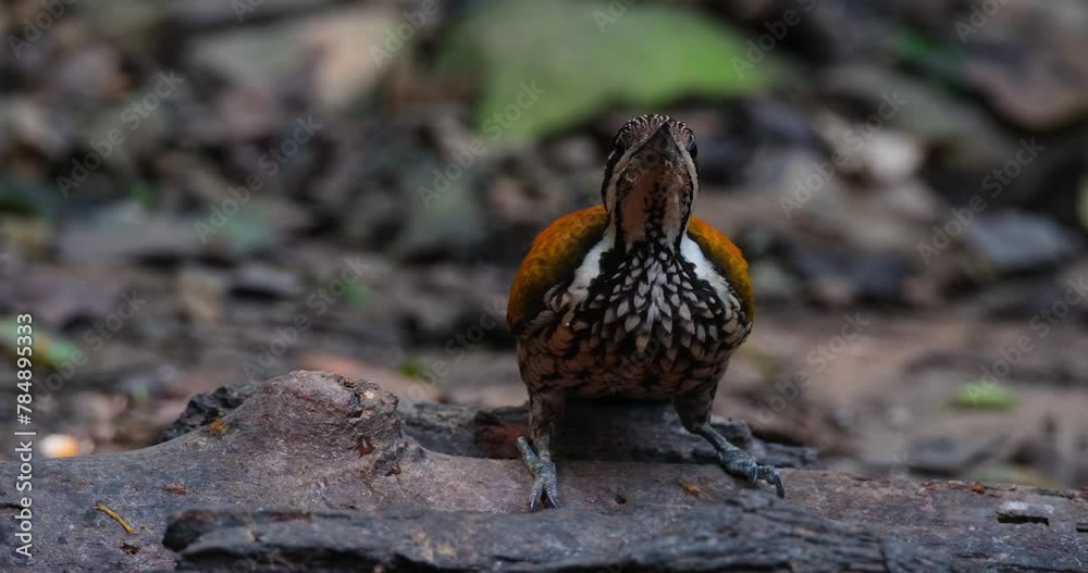 Seen on a log feeding as it looks up exposing its neck with beautiful markings, Common Flameback ...