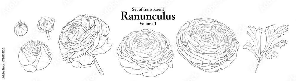 A series of isolated flower in cute hand drawn style. Ranunculus in ...