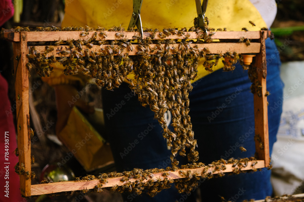 cluster of bees in a frame with artificial queen bee brood chambers ...
