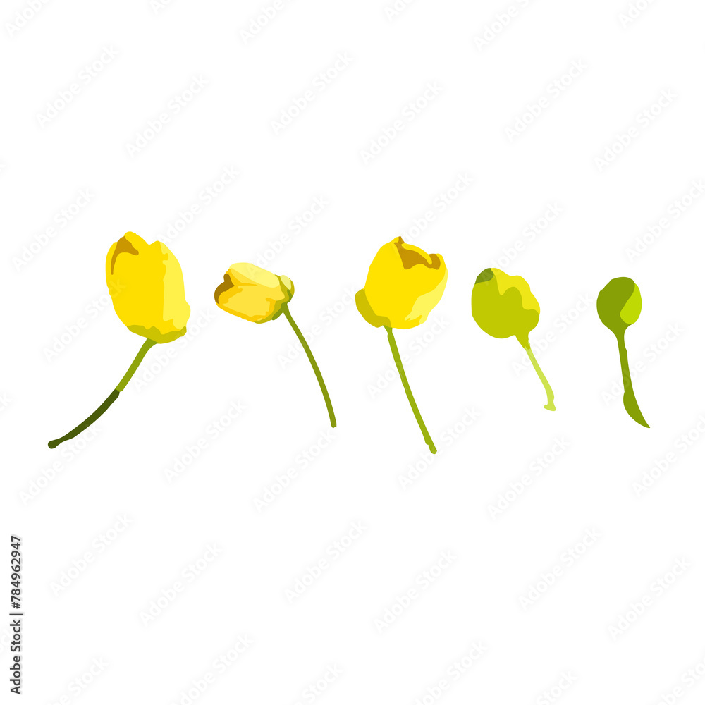 Vector illustration, laburnum flower isolated on white background ...
