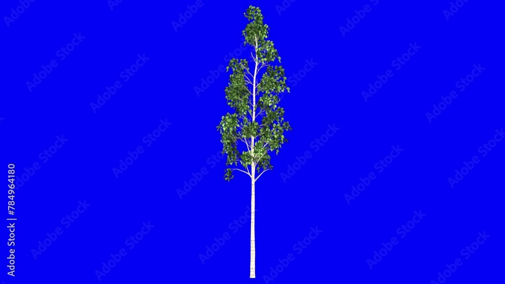 Vidéo Stock 3D european aspen tree with wind effect on blue screen 3D ...